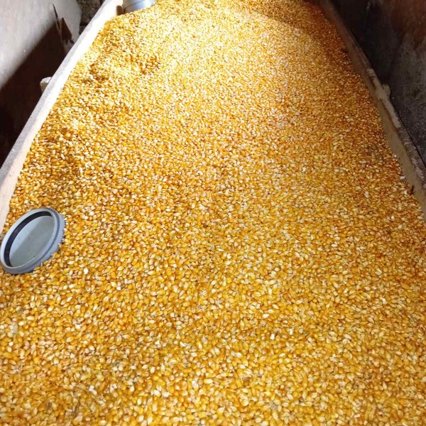 Prodajem kukuruz u zrnu
